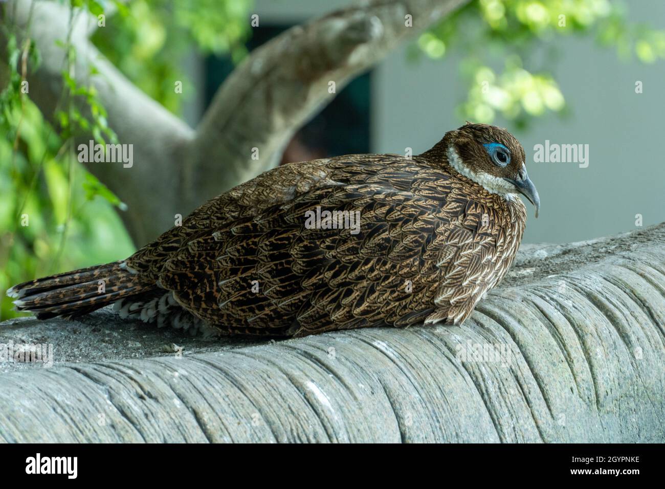 Impeyan Pheasant Female