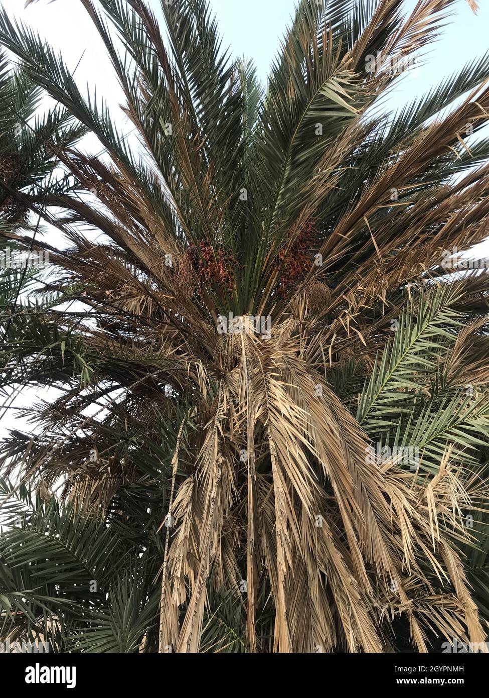 Date palm with half-dried and half green leaves Stock Photo - Alamy