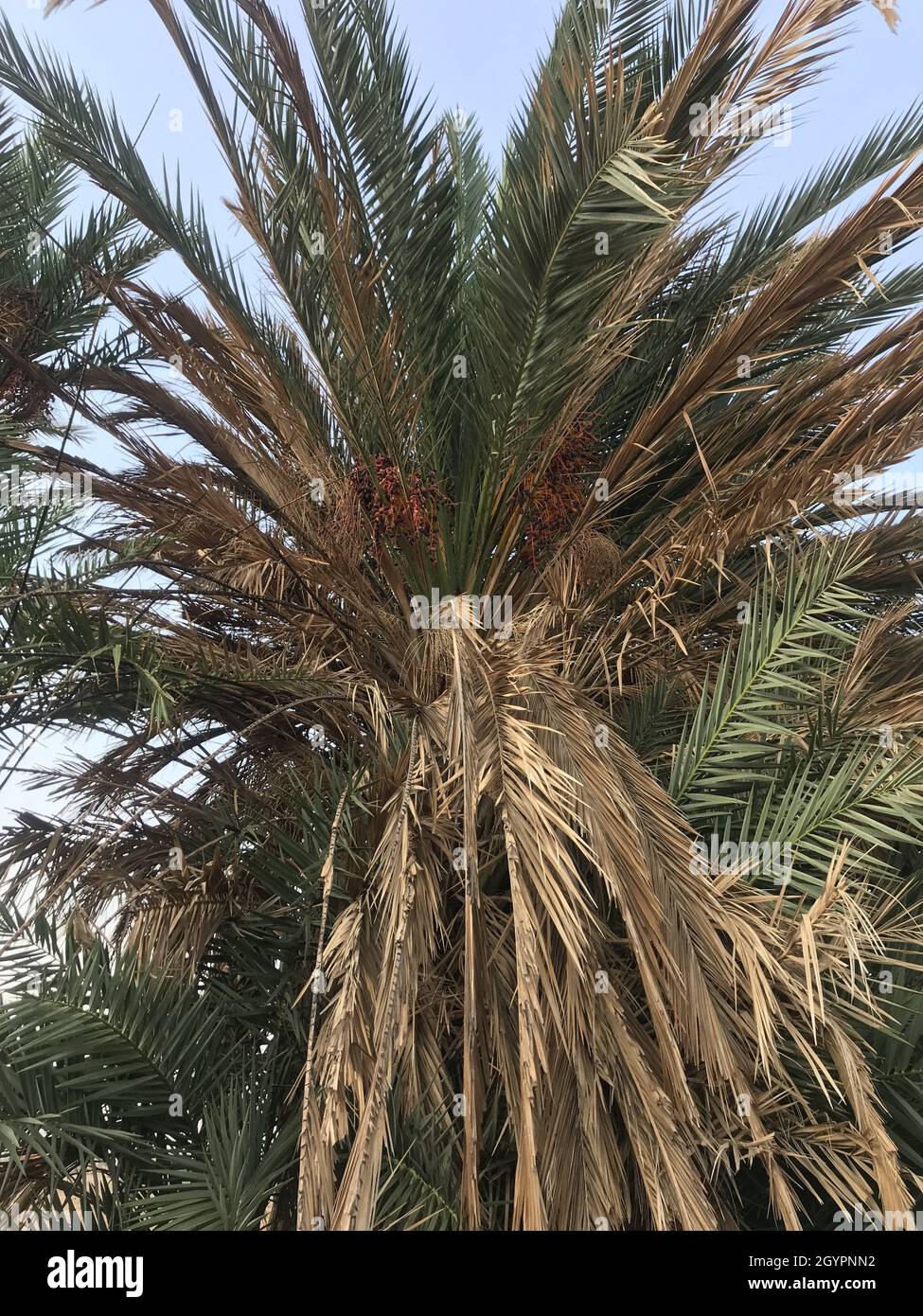 Date palm with half-dried and half green leaves Stock Photo - Alamy