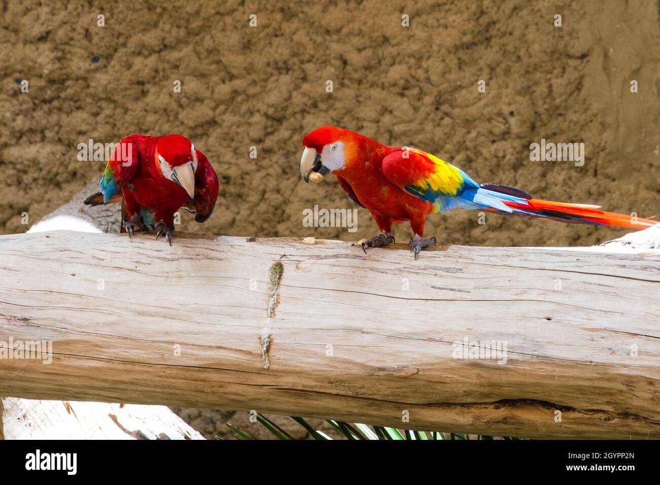Two scarlet macaws (Ara macao) eating on large branch. Bright red ...