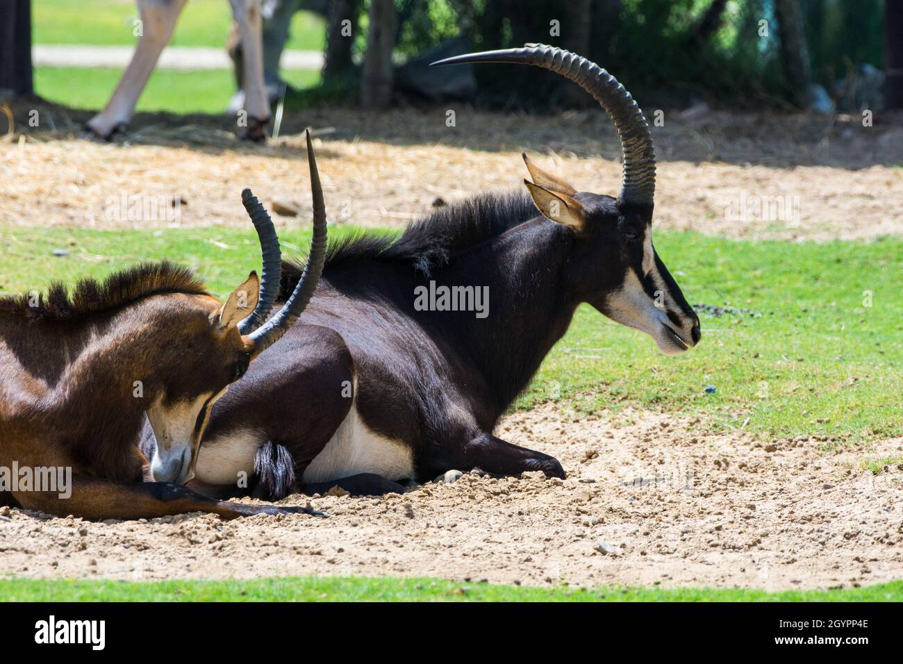 Niger uae hi-res stock photography and images - Alamy