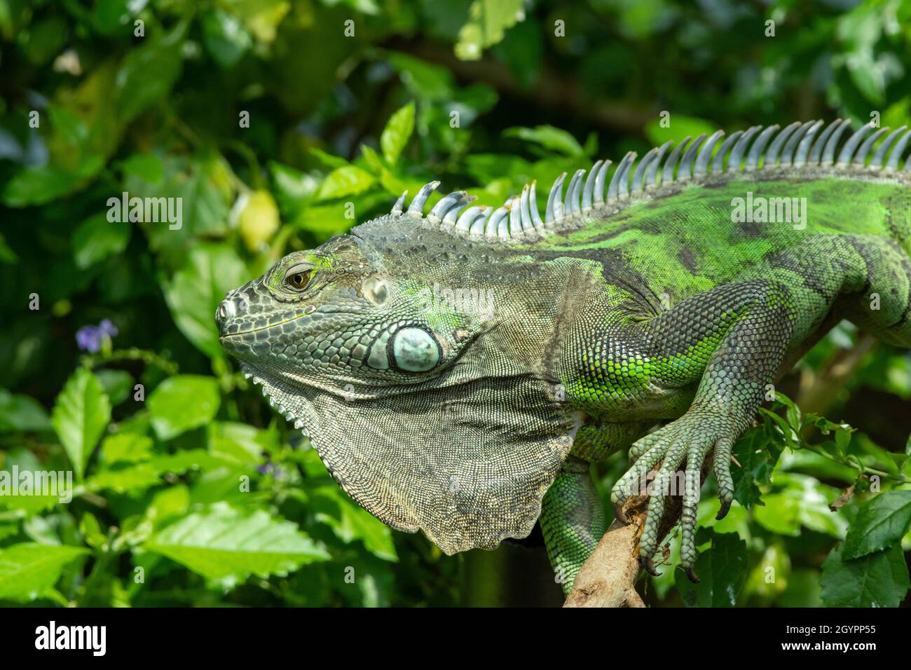 A Green Iguana (Iguana iguana) close up in the rainforest Stock Photo ...