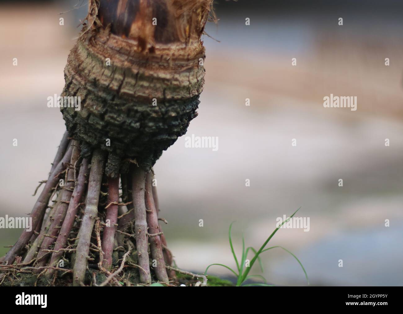 Small coconut tree hi-res stock photography and images - Alamy