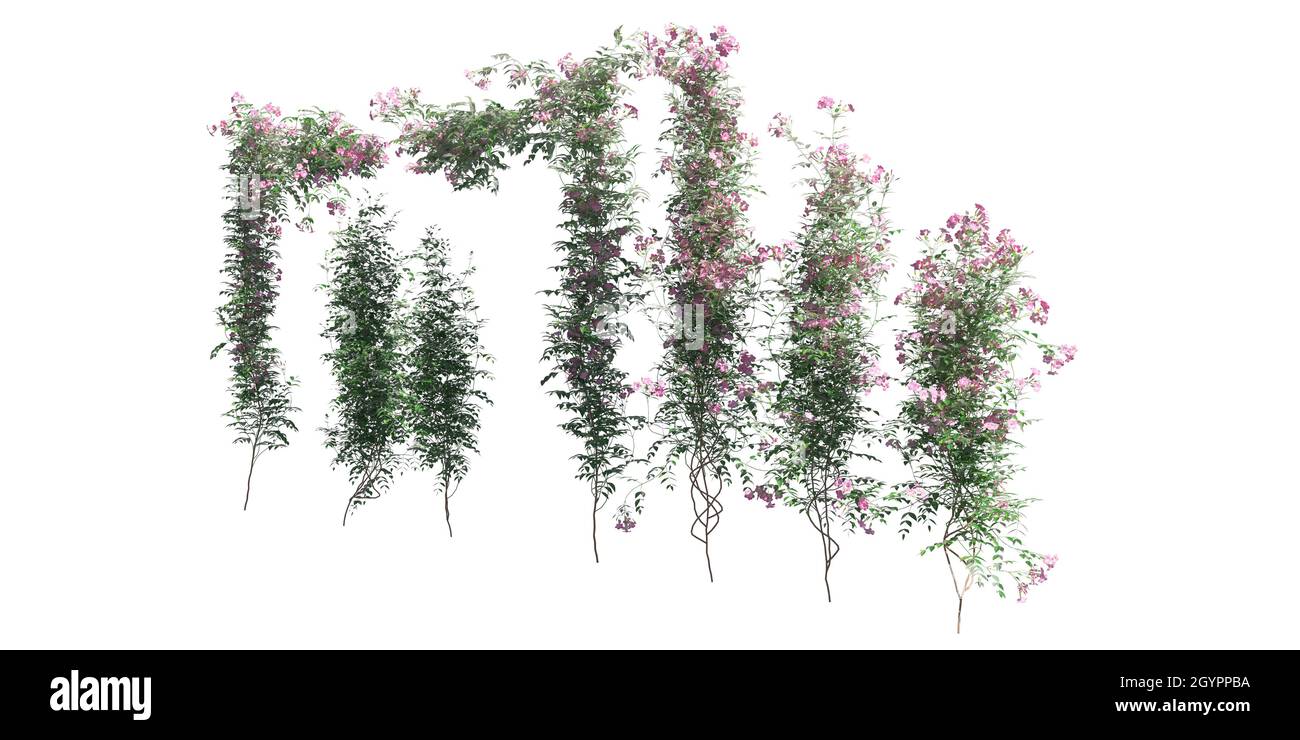 3D illustration climbing plants creepers isolated on white background ...