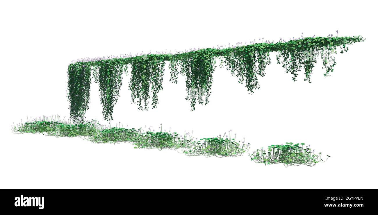 3D illustration climbing plants creepers isolated on white background ...