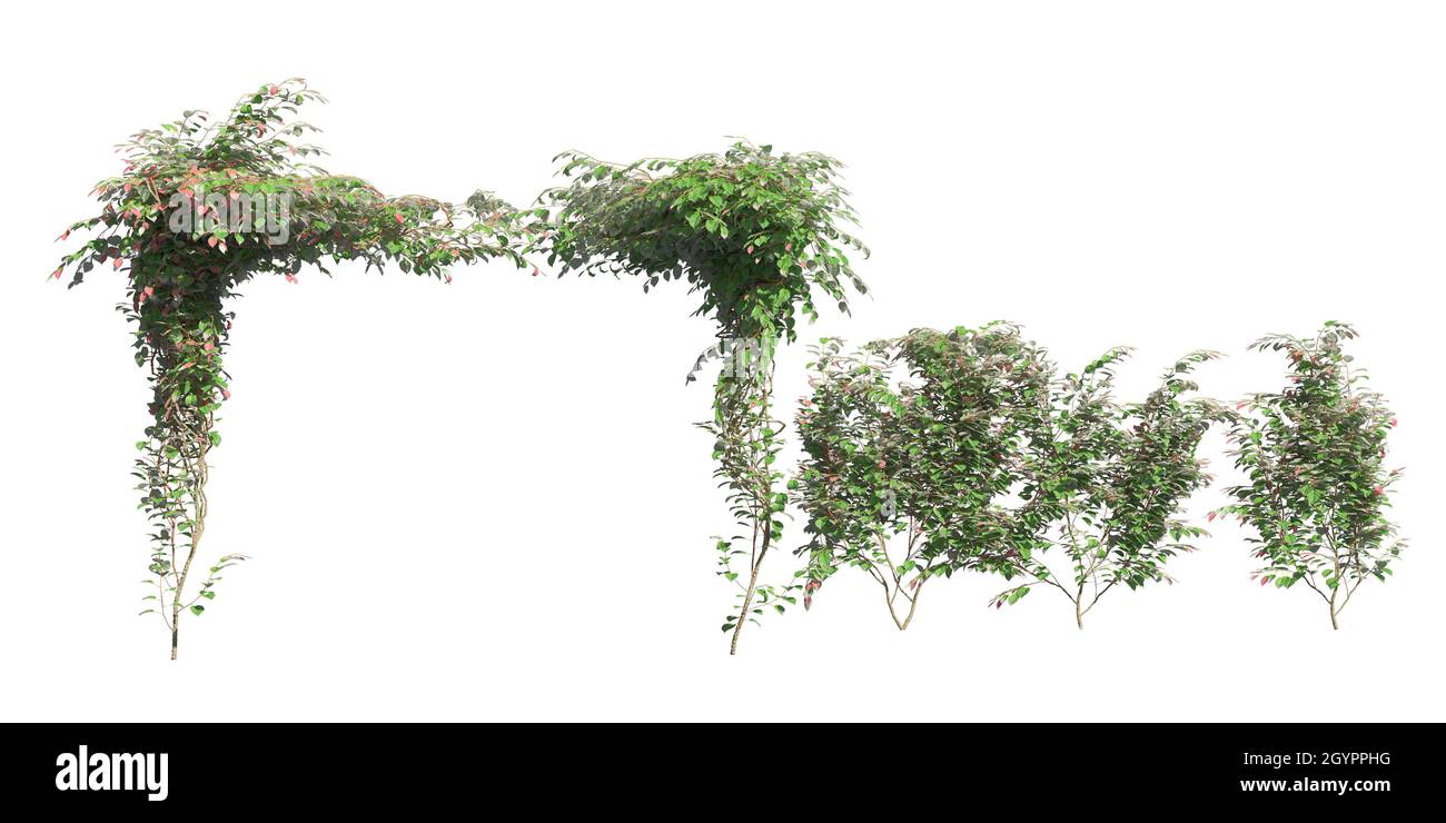 3D illustration climbing plants creepers isolated on white background ...