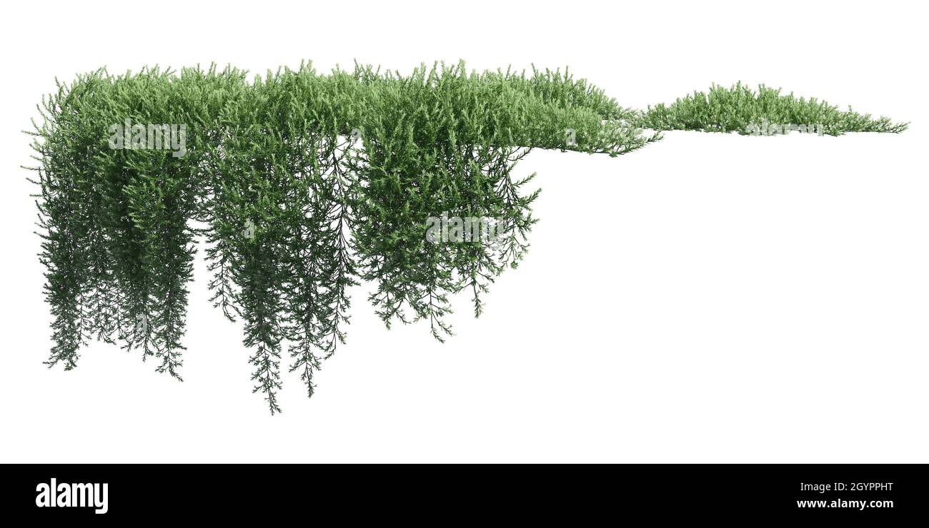 Plants and creepers on white wall hi-res stock photography and images ...