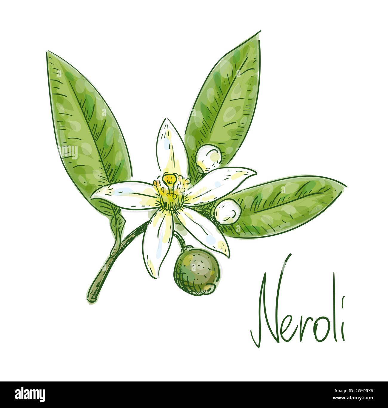 Bitter orange foliage, blossoms and green fruit. Vector illustration ...