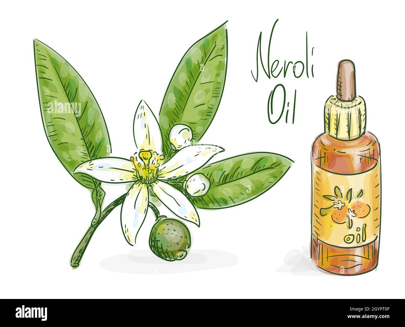 Neroli oil. Bitter orange foliage, blossoms and green fruit. Vector ...