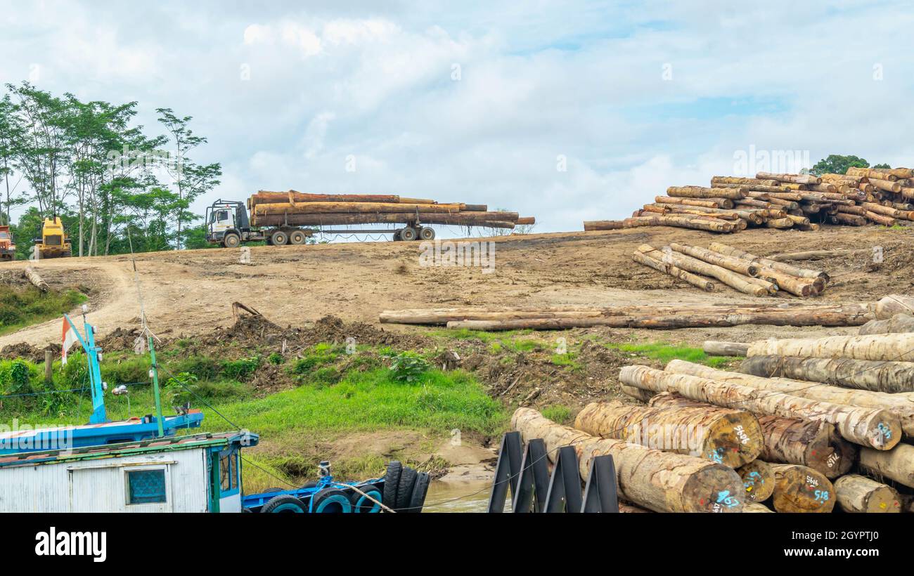 Log yard of tropical rainforest timber at Mahakam Riverbank, Borneo ...
