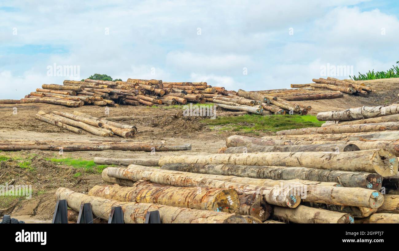 Log yard of tropical rainforest timber at Mahakam Riverbank, Borneo ...