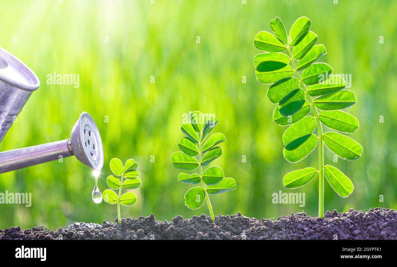watering and gardening seedlings growth nature concept Stock Photo - Alamy