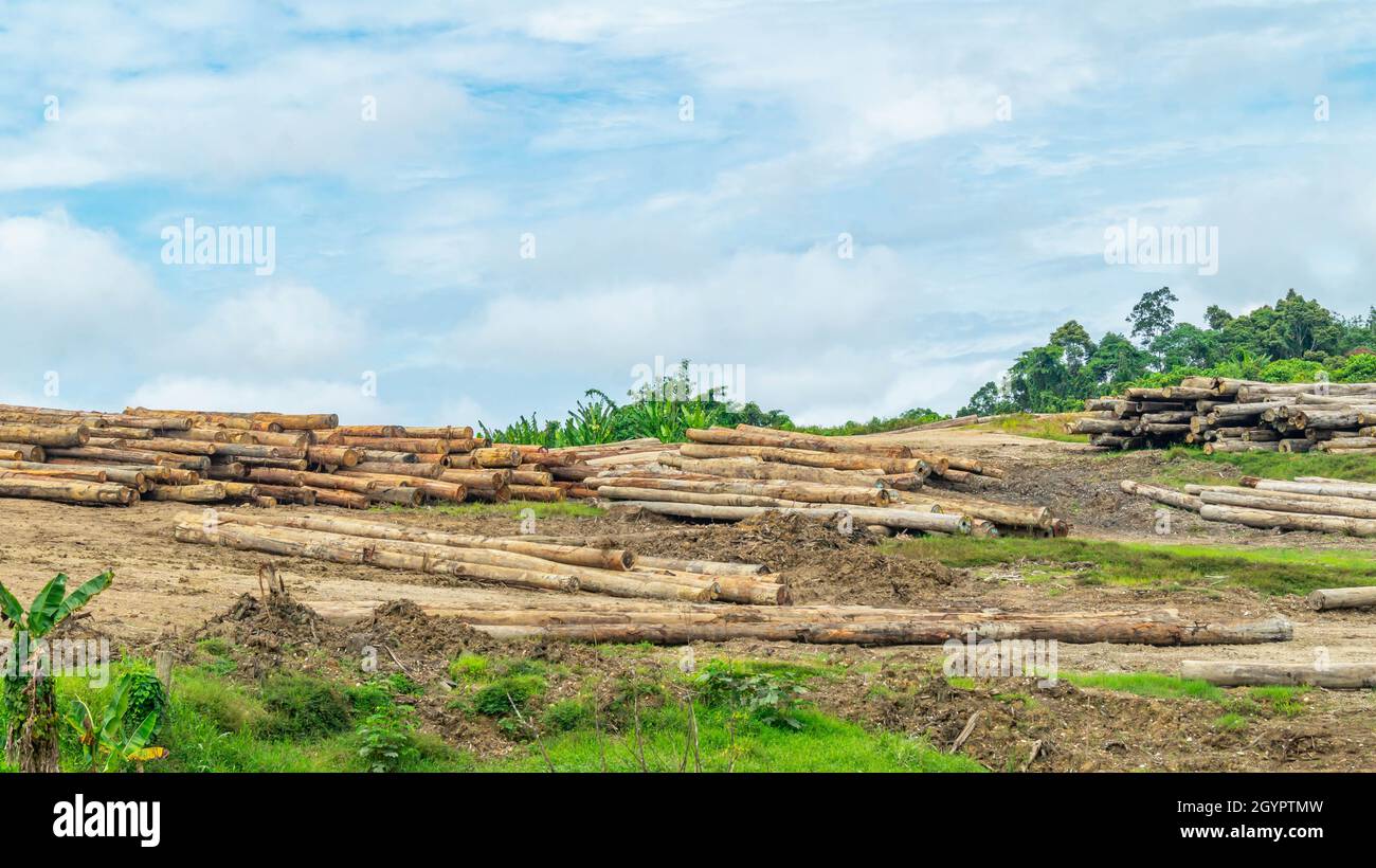 Log yard of tropical rainforest timber at Mahakam Riverbank, Borneo ...