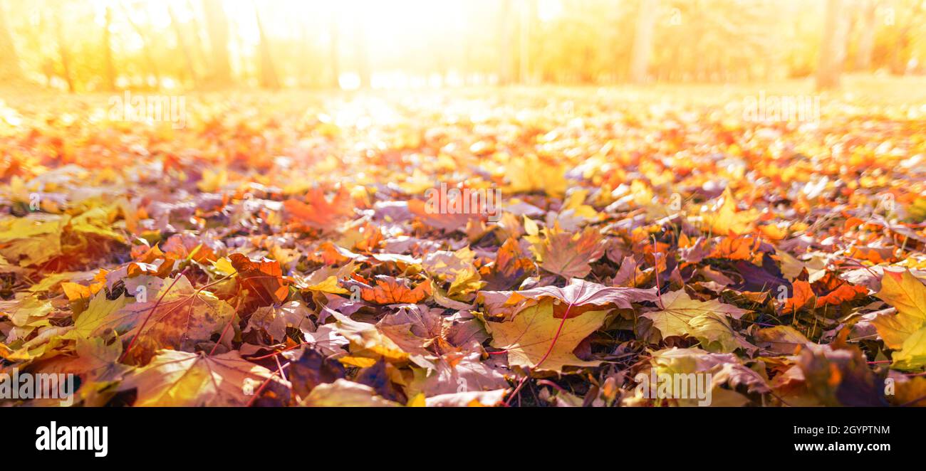orange fall leaves, autumn natural background in park with sun beams ...