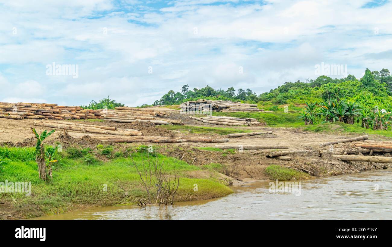 Log yard of tropical rainforest timber at Mahakam Riverbank, Borneo ...