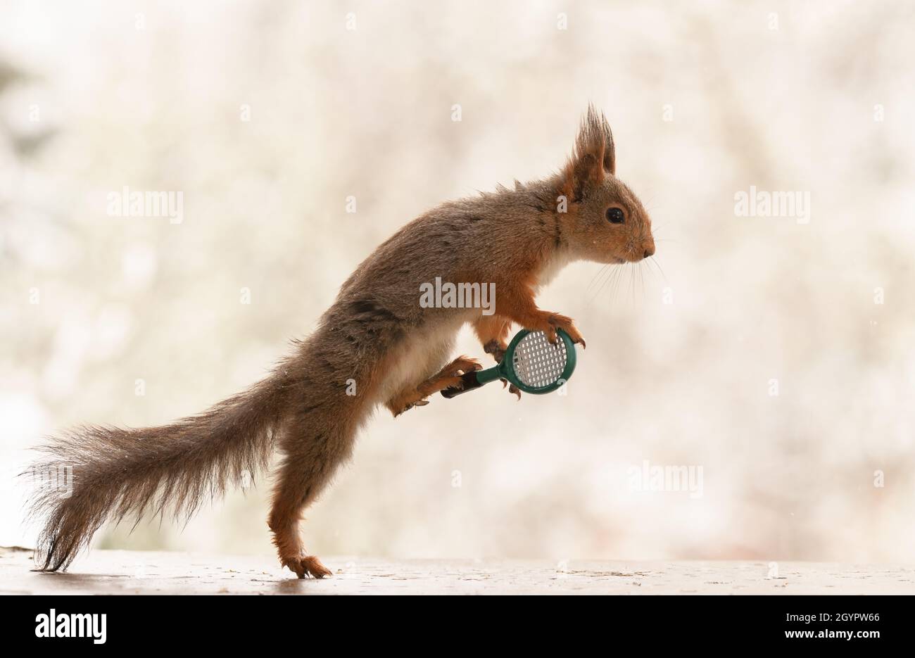 Wimbledon tennis ball hands hi-res stock photography and images - Alamy