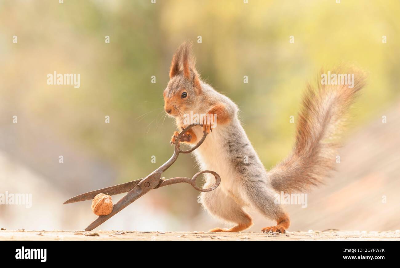 Nose cutting hi-res stock photography and images - Alamy