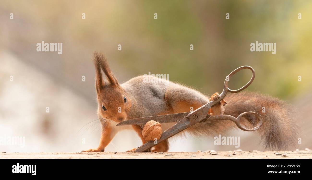 Squirrel scissors Jewelry & Beauty Tools Scissors & Shears etna.com.pe