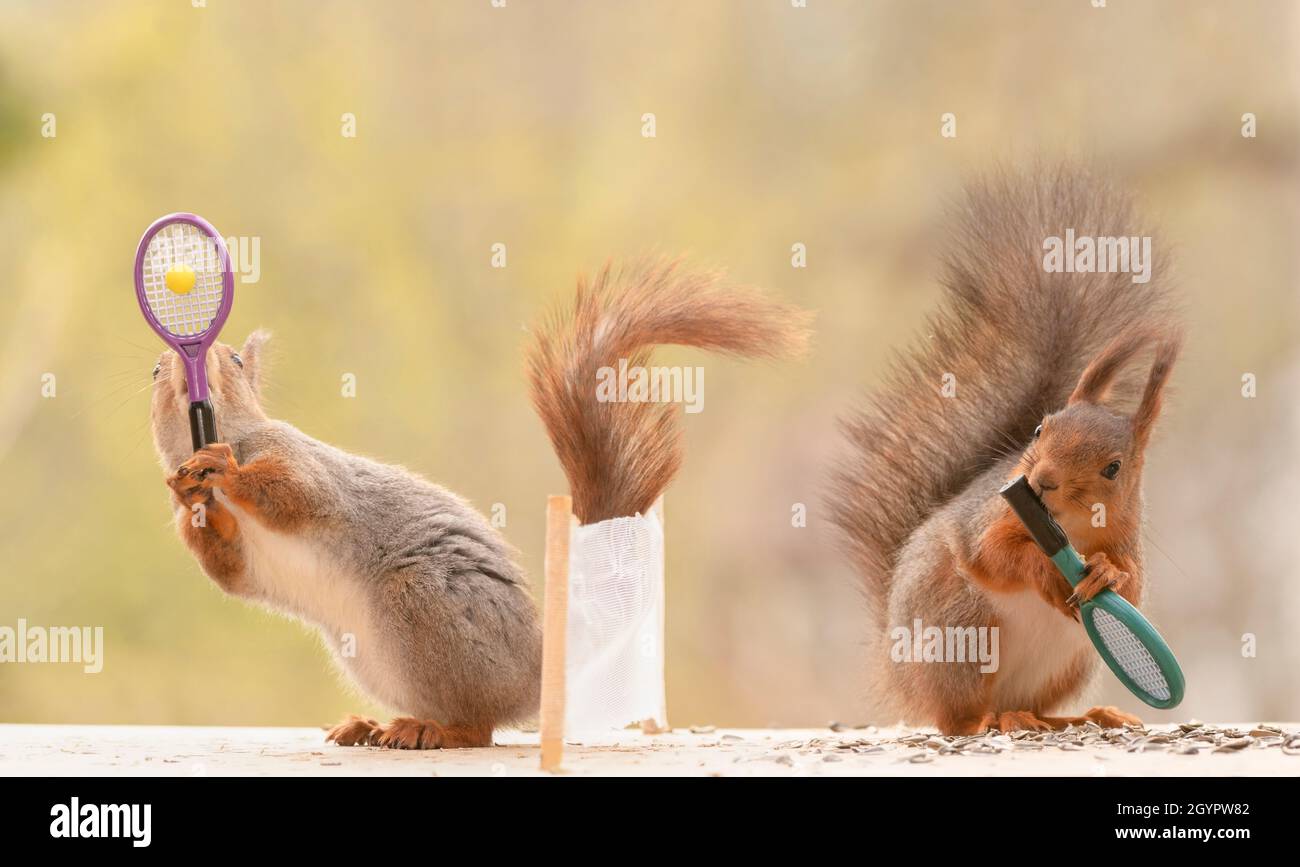 Red squirrels is holding a tennis racket hi-res stock photography and ...