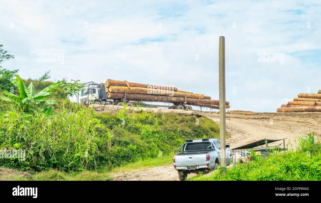 Log yard of tropical rainforest timber at Mahakam Riverbank, Borneo ...
