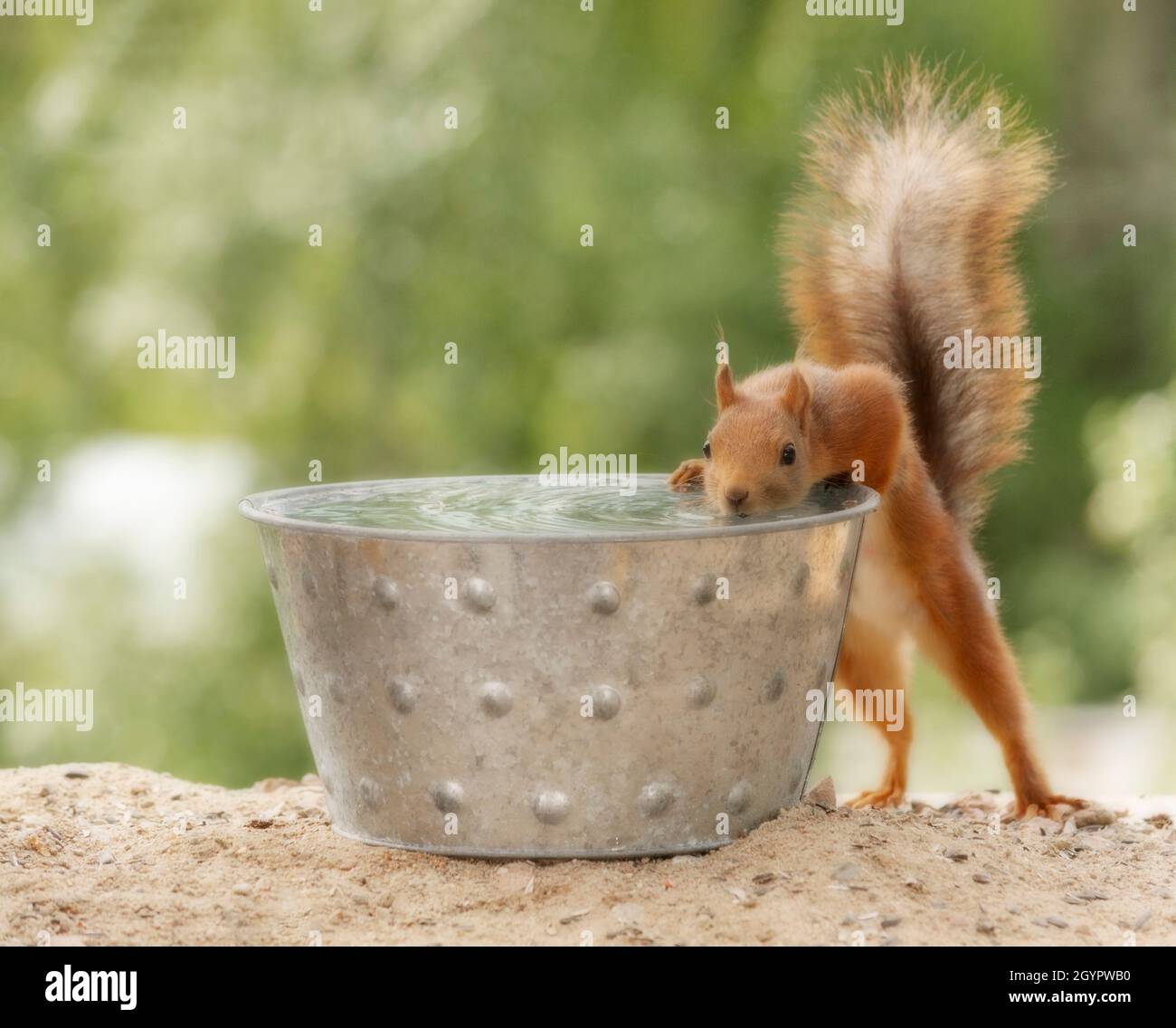 Drinking summer humor hi-res stock photography and images - Alamy