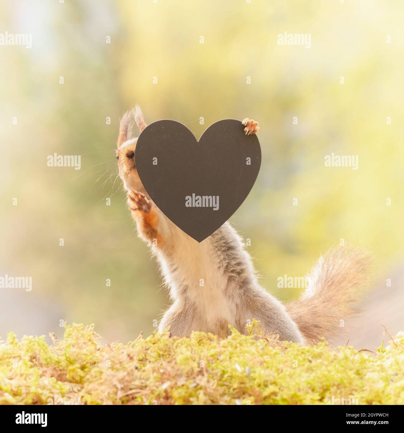 Squirrel holding heart hi-res stock photography and images - Alamy