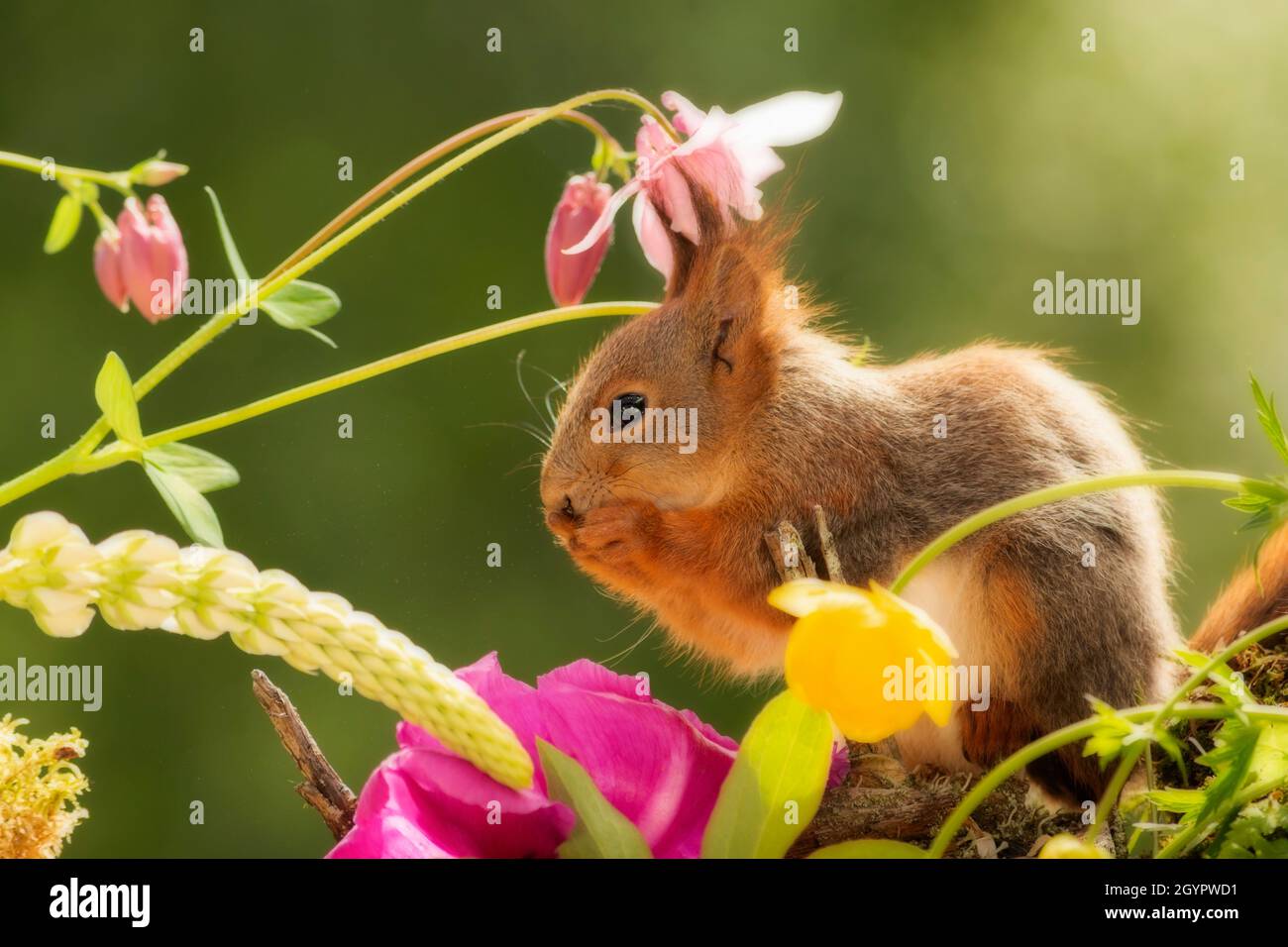 Red Squirrel Is Standing Between Flowers High Resolution Stock ...