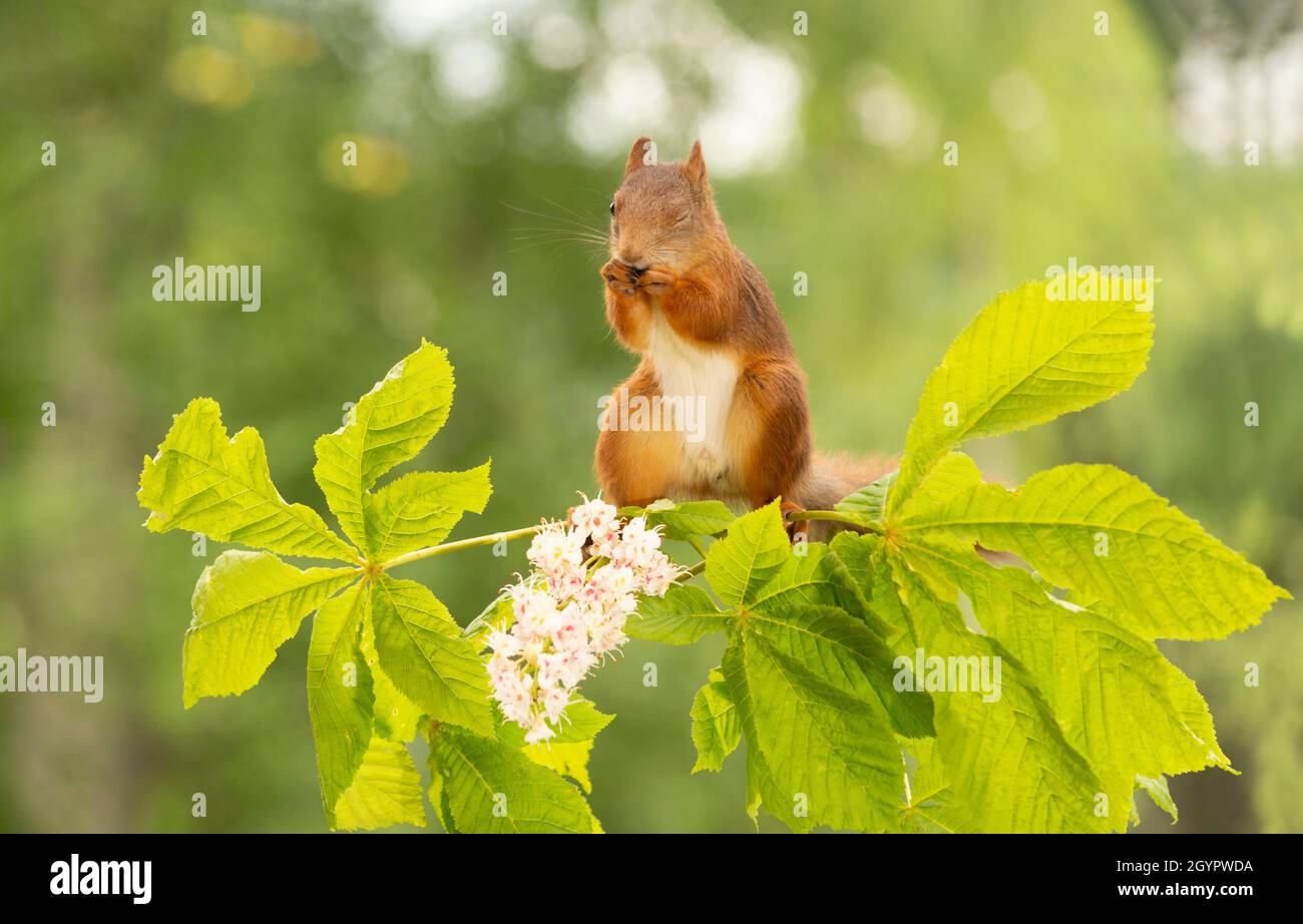 red squirrel is standing on flower branches of a chestnut tree Stock ...