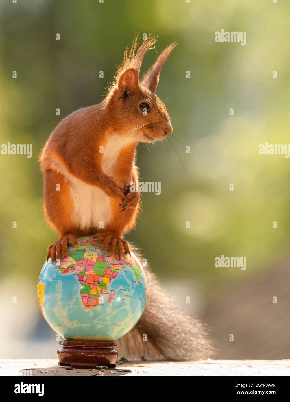 Globe on tail hi-res stock photography and images - Alamy