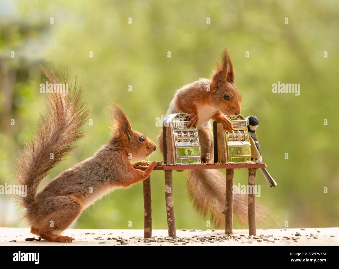 Titmouse box hi-res stock photography and images - Alamy