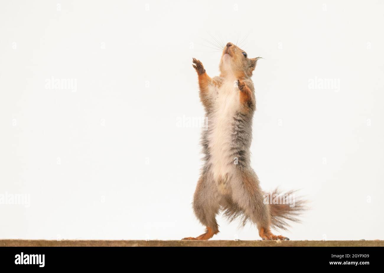 red squirrel is reaching up with white background Stock Photo - Alamy