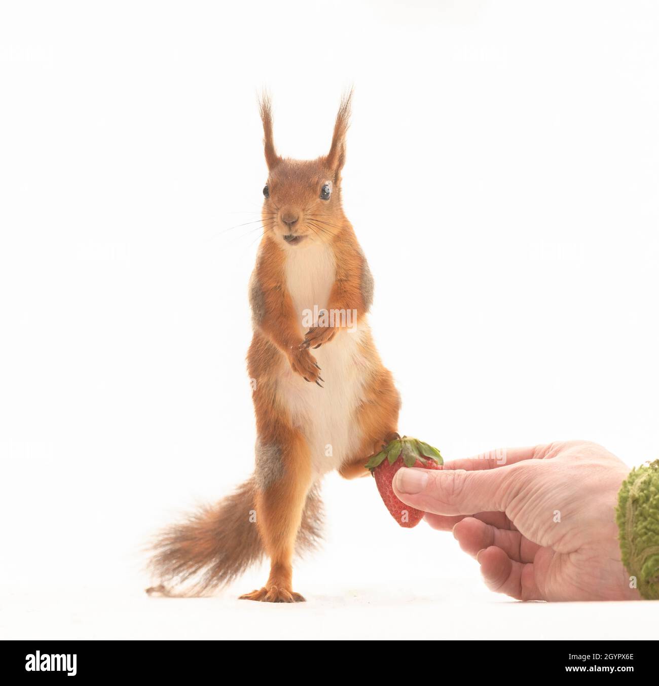 Human squirrel Cut Out Stock Images & Pictures - Alamy