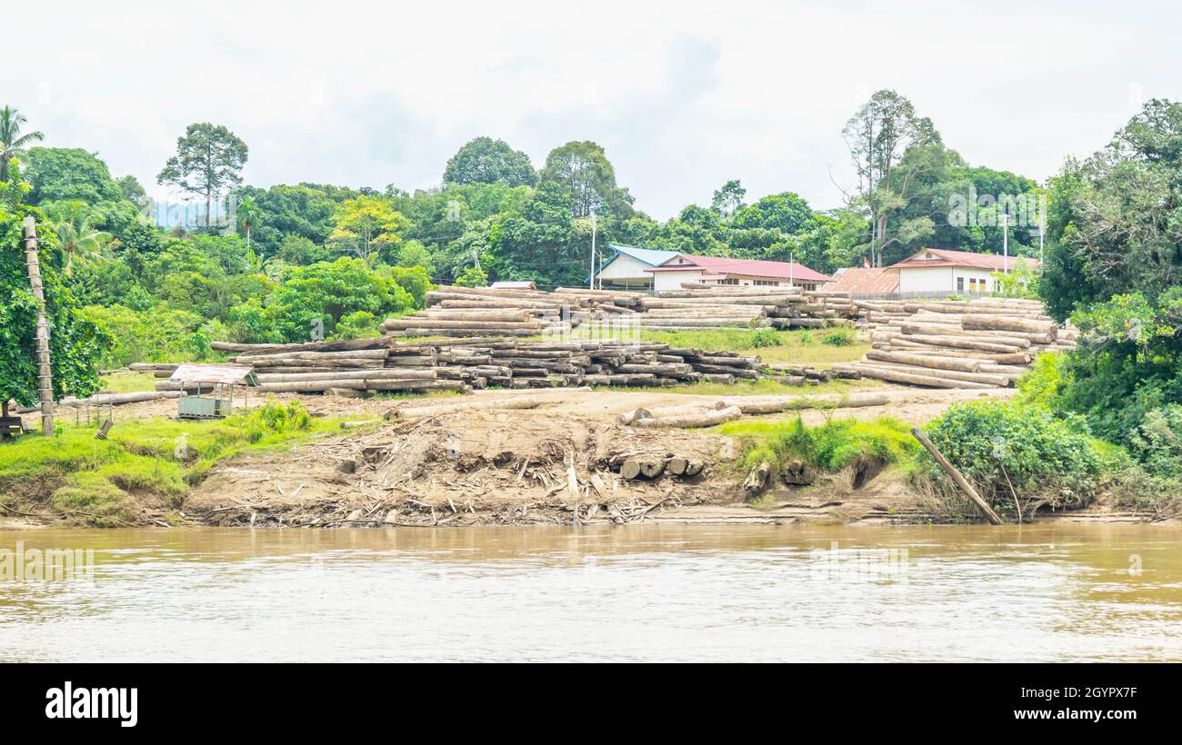 Log yard of tropical rainforest timber at Mahakam Riverbank, Borneo ...