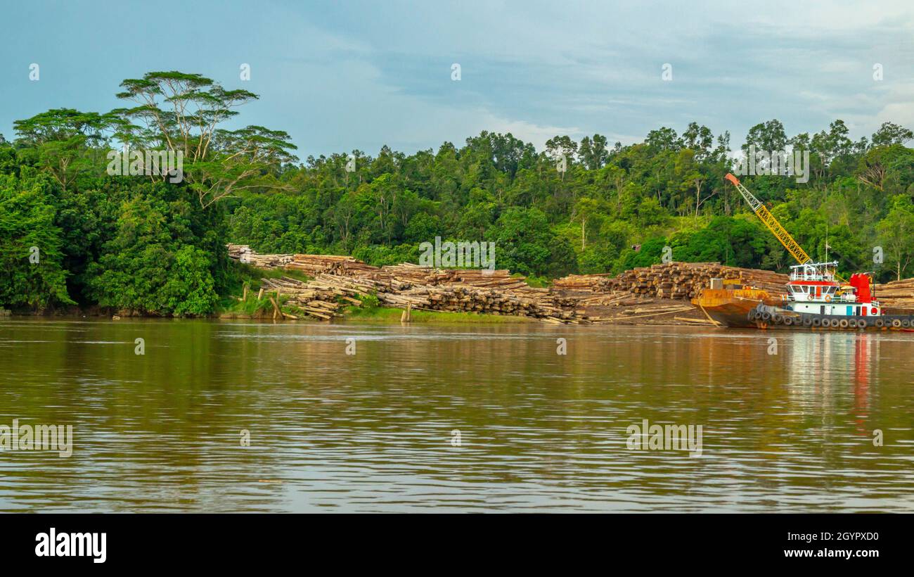 Timber loaded into big barge then drag by a tugboat cruising Mahakam ...