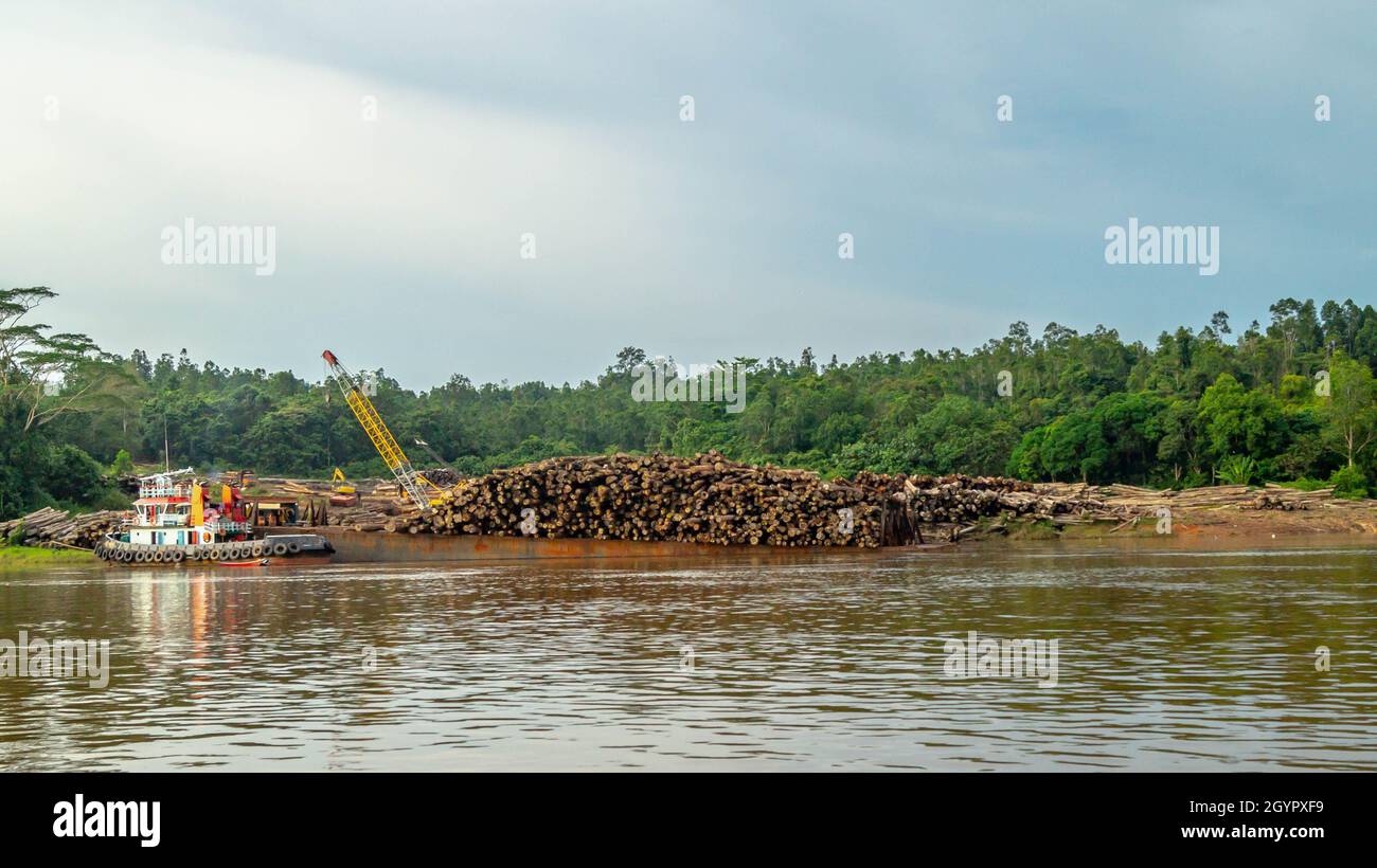Timber loaded into big barge then drag by a tugboat cruising Mahakam ...