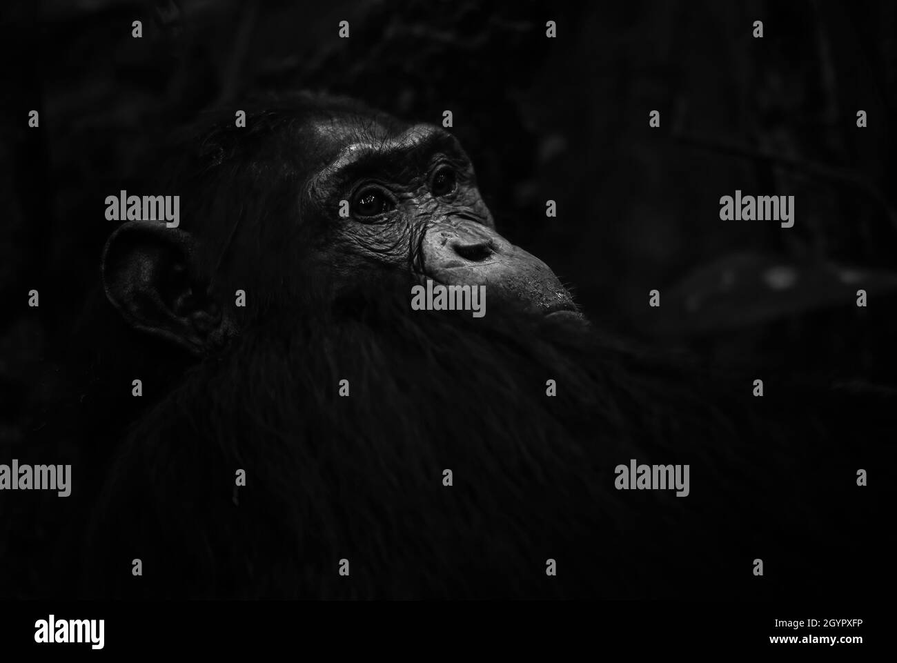 Common Chimpanzee - Pan troglodytes, popular great ape from African ...