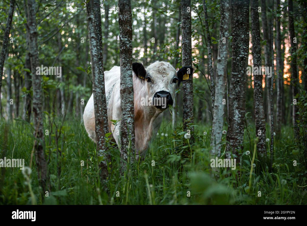 Free-range cow in a forest Stock Photo - Alamy
