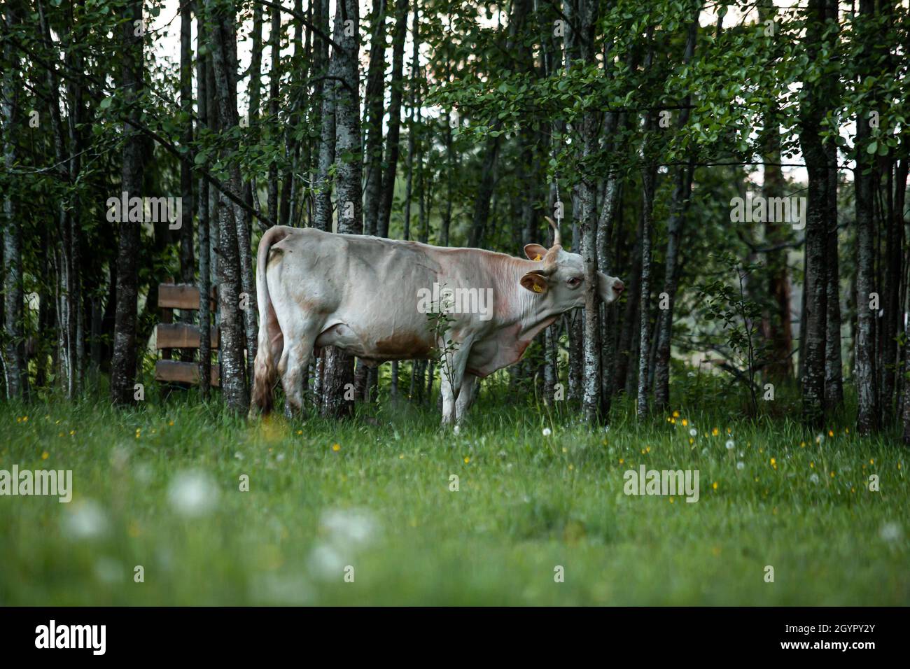Free-range cow in a forest Stock Photo - Alamy