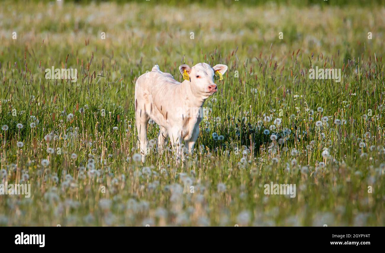 Cute white cal in a rural field Stock Photo - Alamy