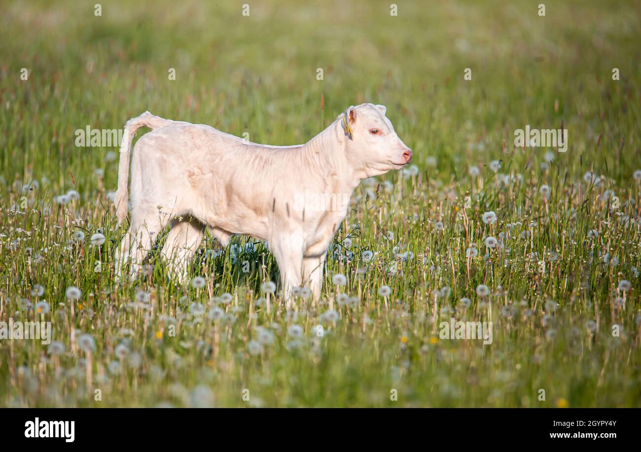 Cute white calf in a rural field Stock Photo - Alamy