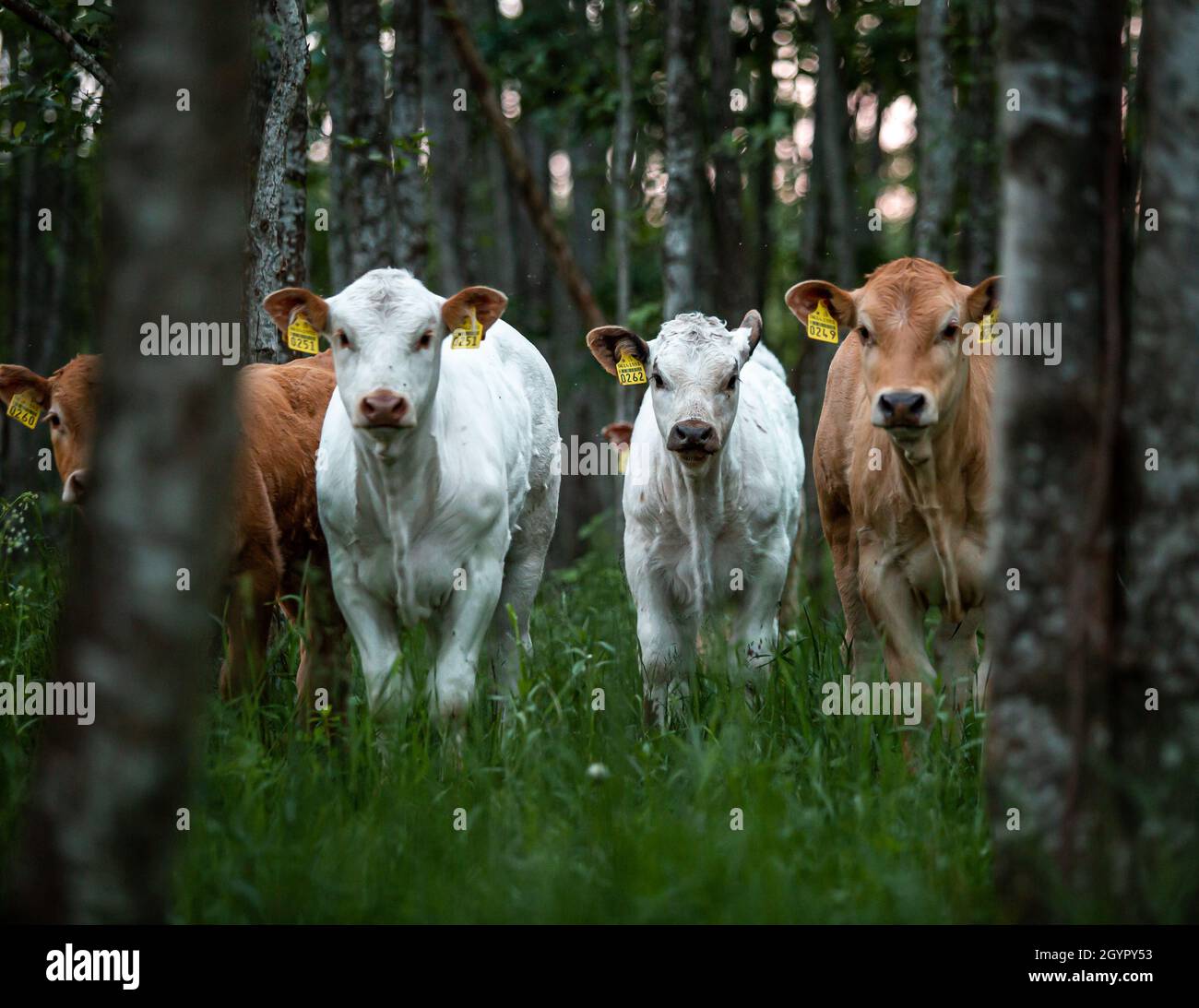 Cows in a forest hi-res stock photography and images - Alamy