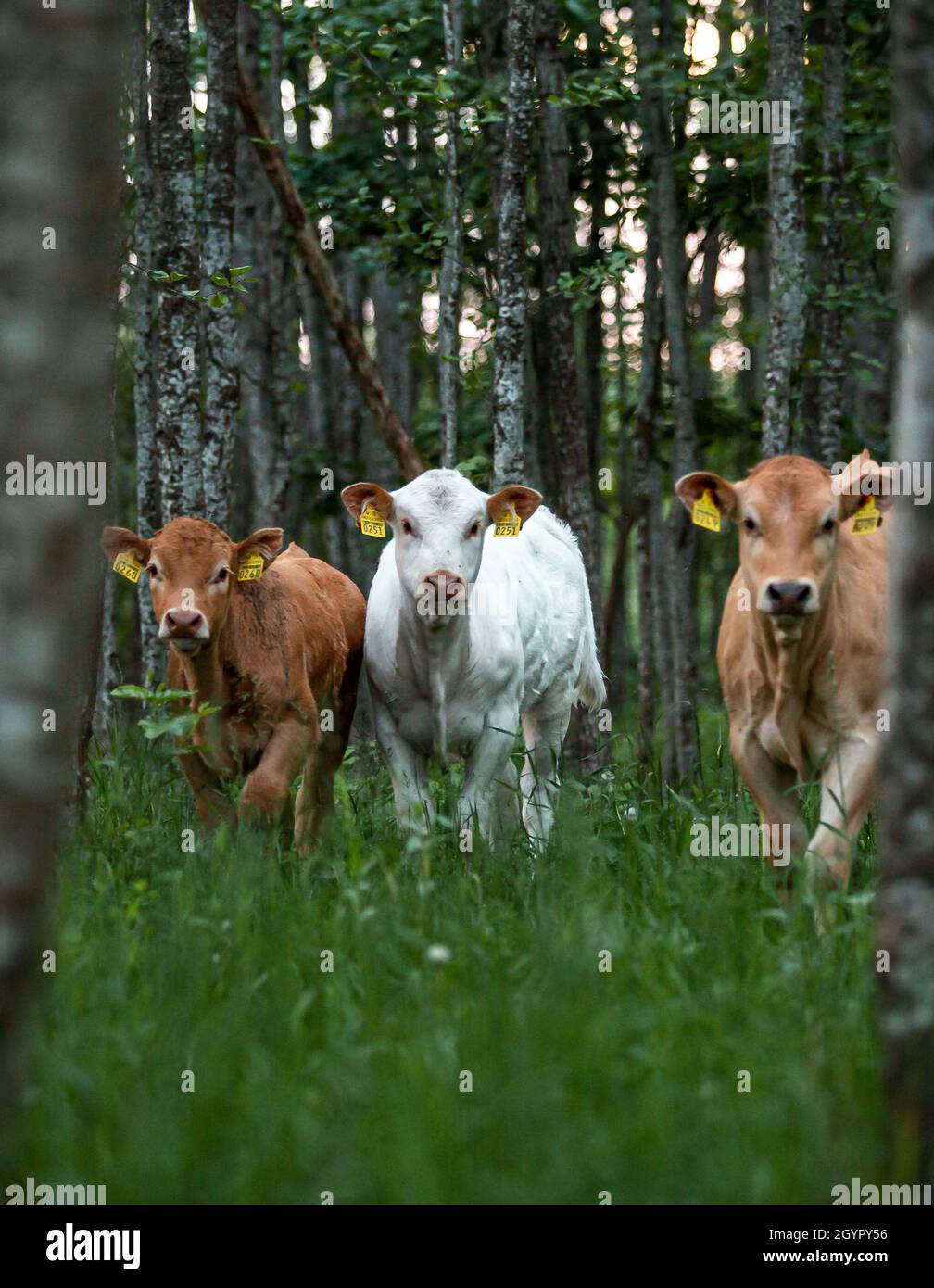 Cows in a forest hi-res stock photography and images - Alamy