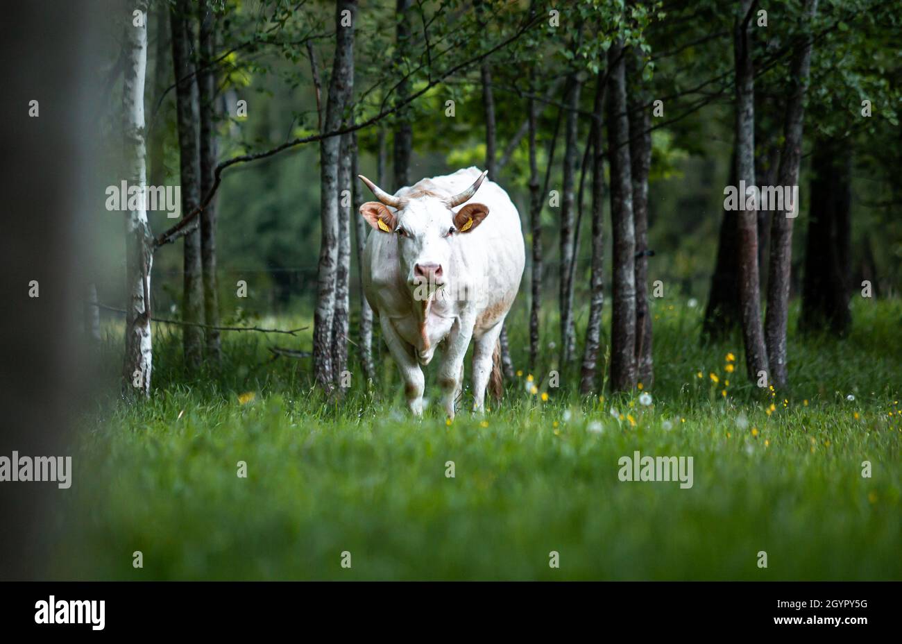 Free-range cow in a forest Stock Photo - Alamy
