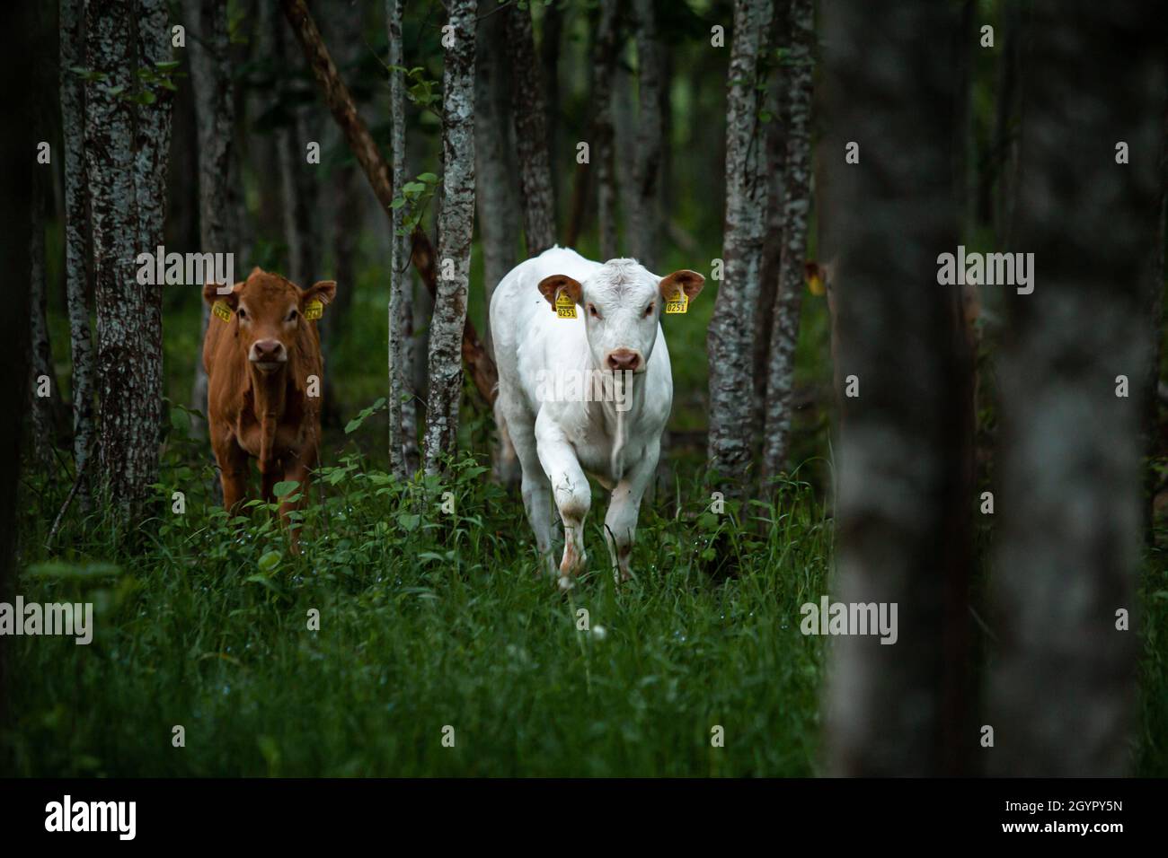 Free-range cows in a forest Stock Photo - Alamy