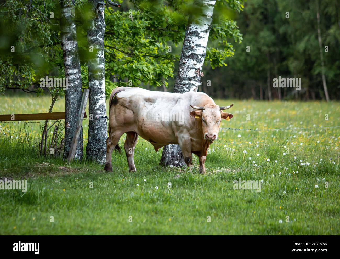 Ox in a rural field Stock Photo - Alamy
