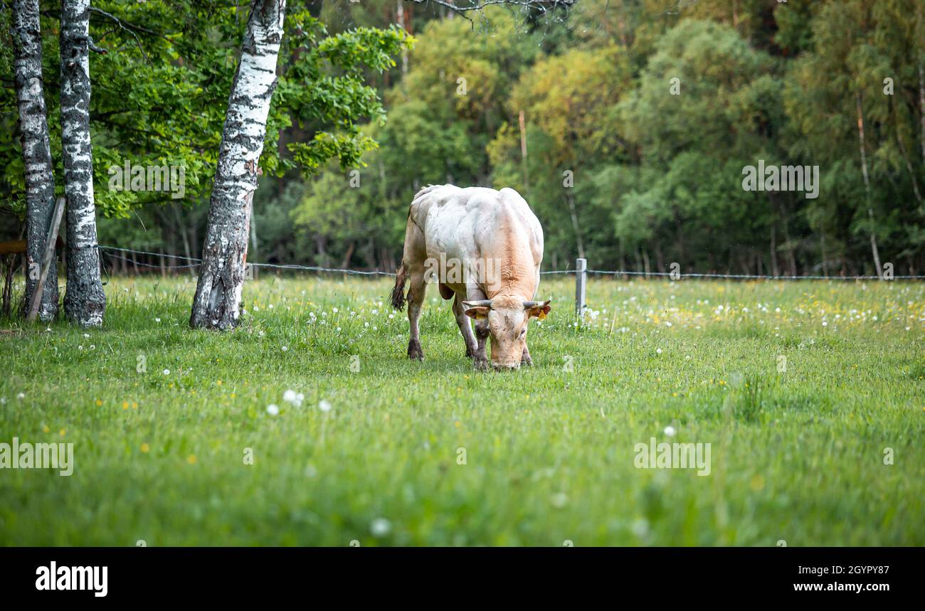 Ox grazing the grass in a rural field Stock Photo - Alamy