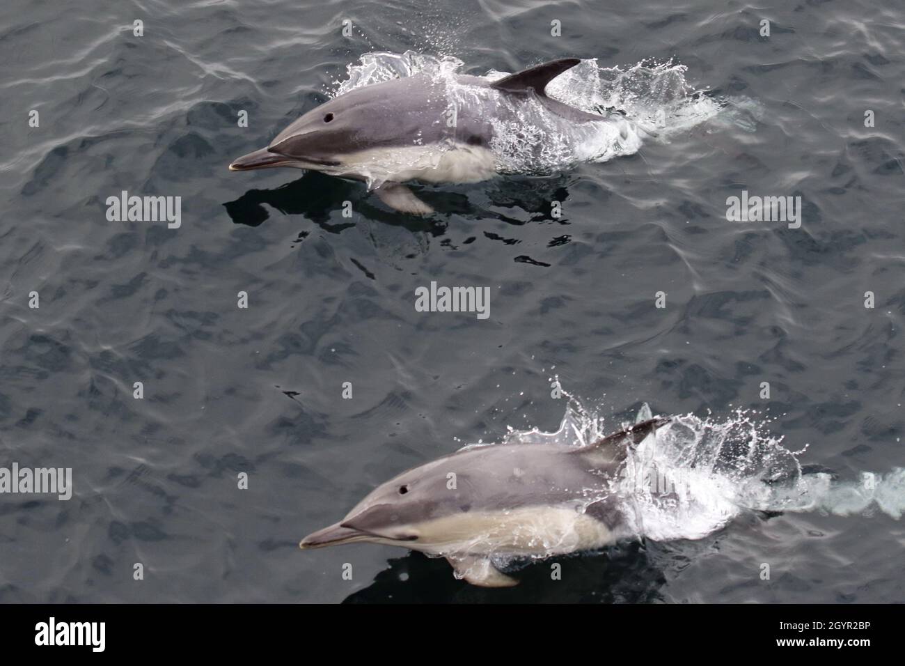 Common dolphins uk hi-res stock photography and images - Alamy