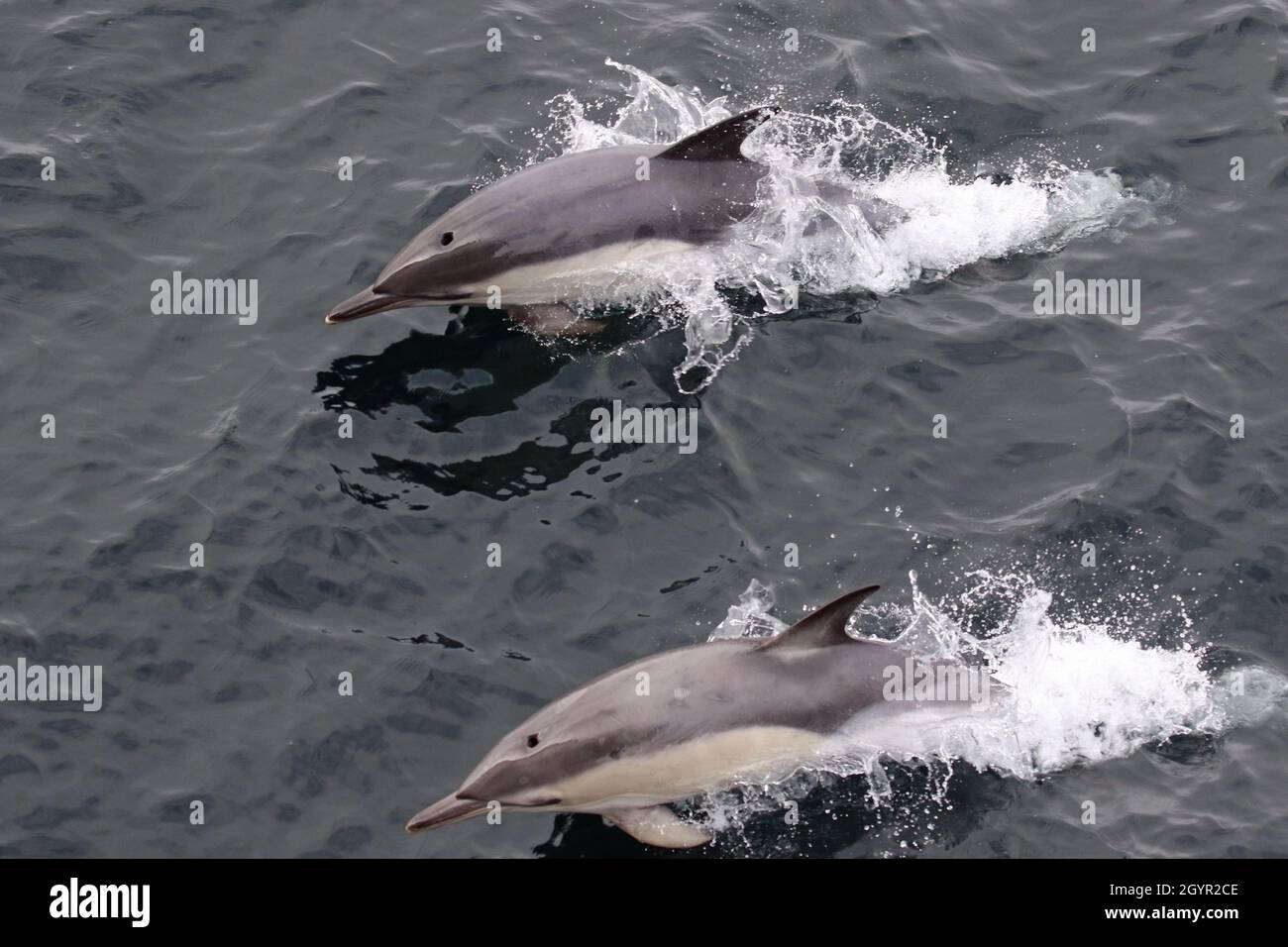 Two Common Dolphins leaping in UK waters Stock Photo - Alamy