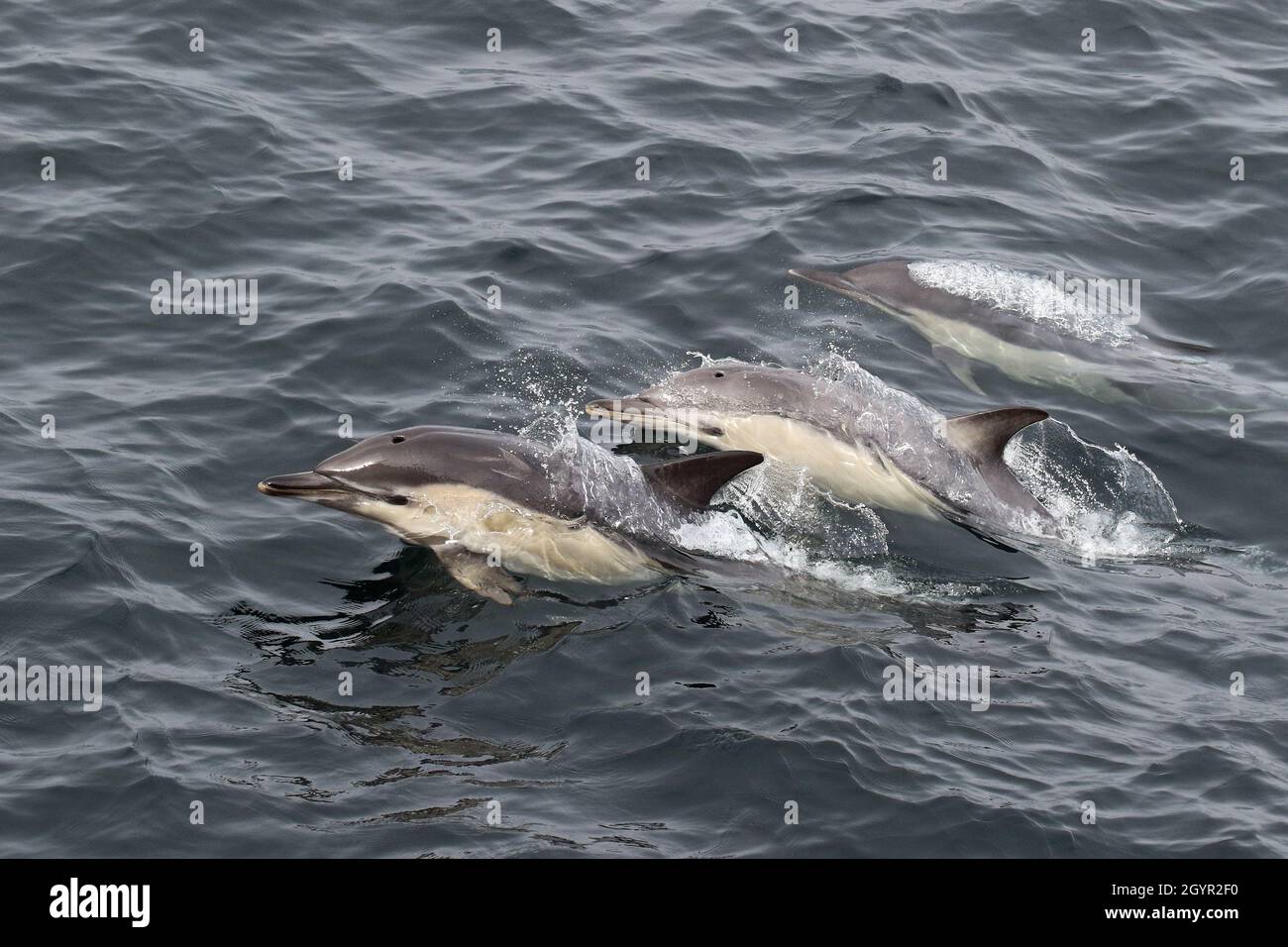 Three Common Dolphins High Resolution Stock Photography and Images - Alamy
