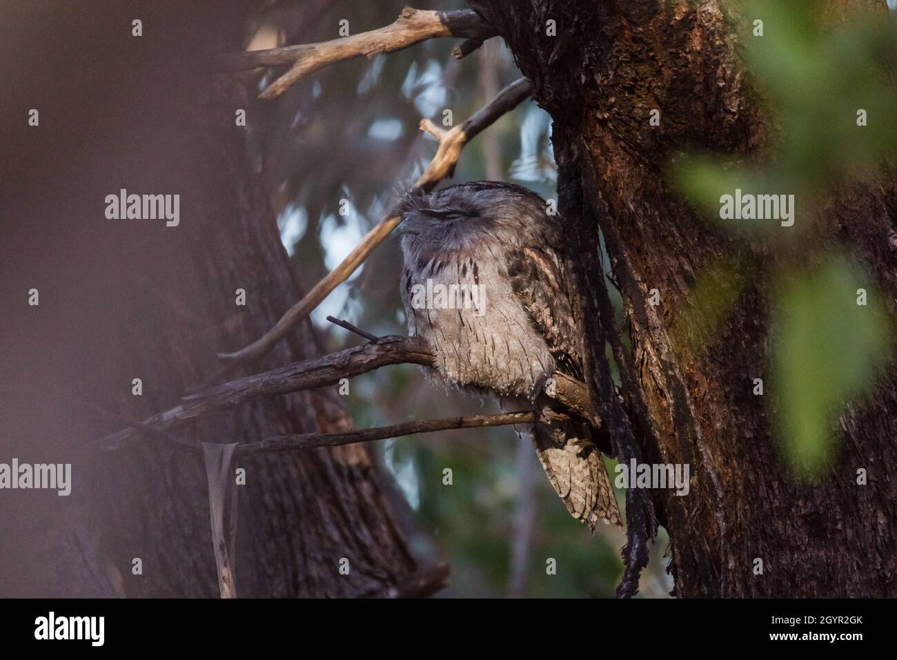 A Tawny Frogmouth birds huddled together on a branch of a tree Stock ...